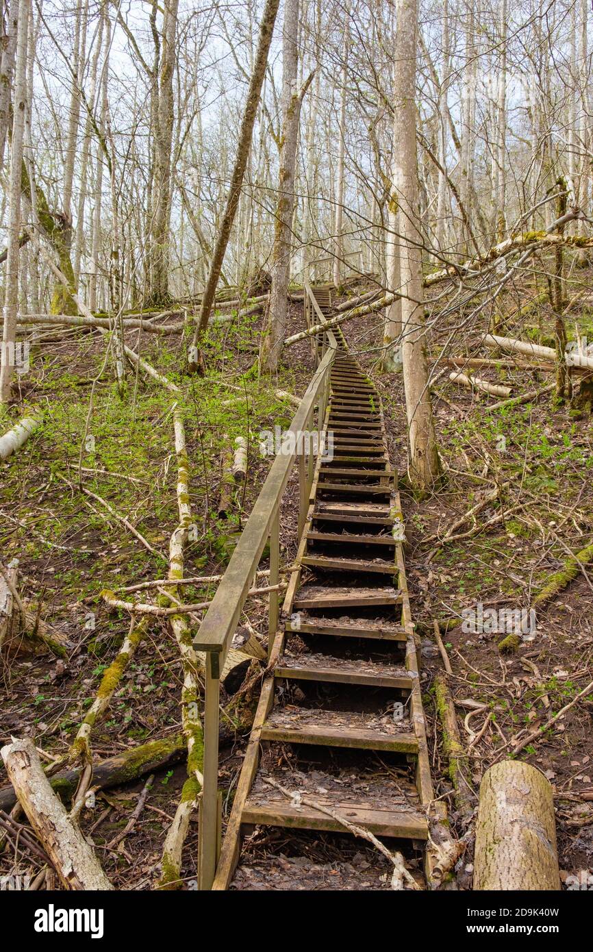 Long stairs on a mountain slope in the forest in spring Stock Photo - Alamy