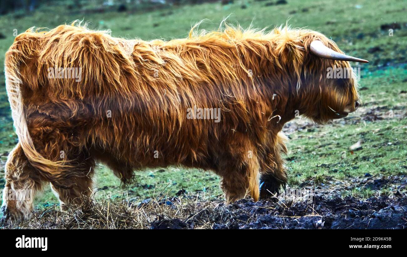 Fluffy yak hi-res stock photography and images - Alamy
