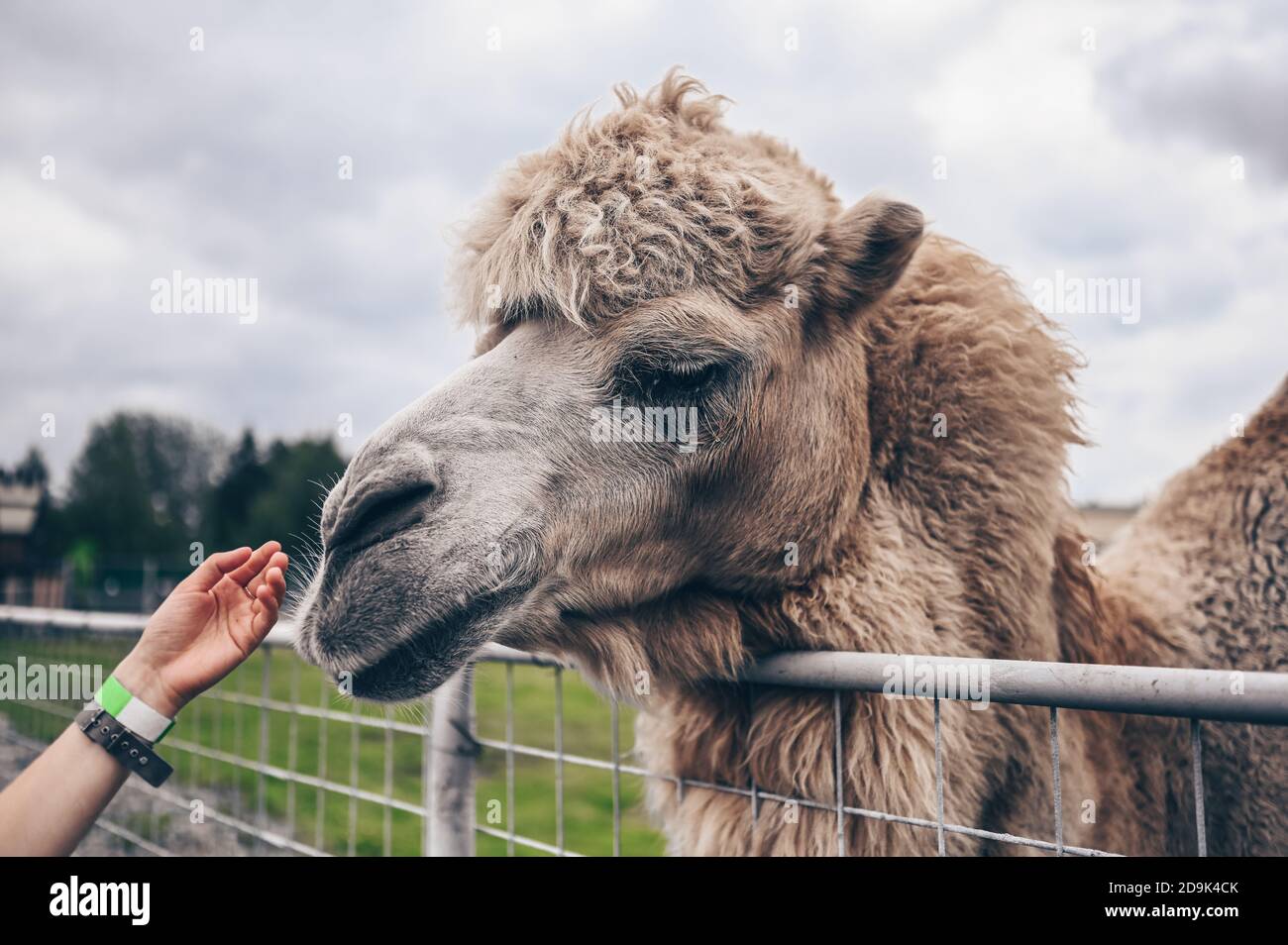 Close up of funny Bactrian camel in Karelia zoo with visitor's hand ...