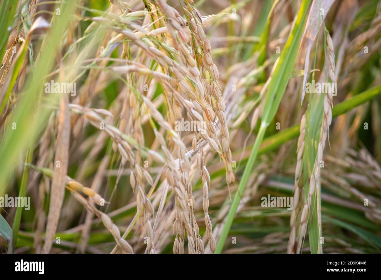 Rice paddy grass plant farming india hi-res stock photography and ...