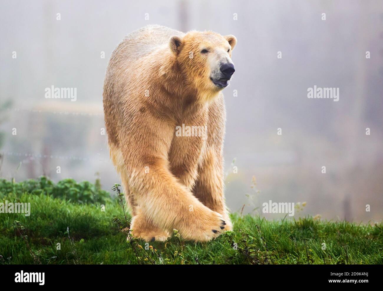 Hamish the polar bear tries out his new enclosure at the Yorkshire ...
