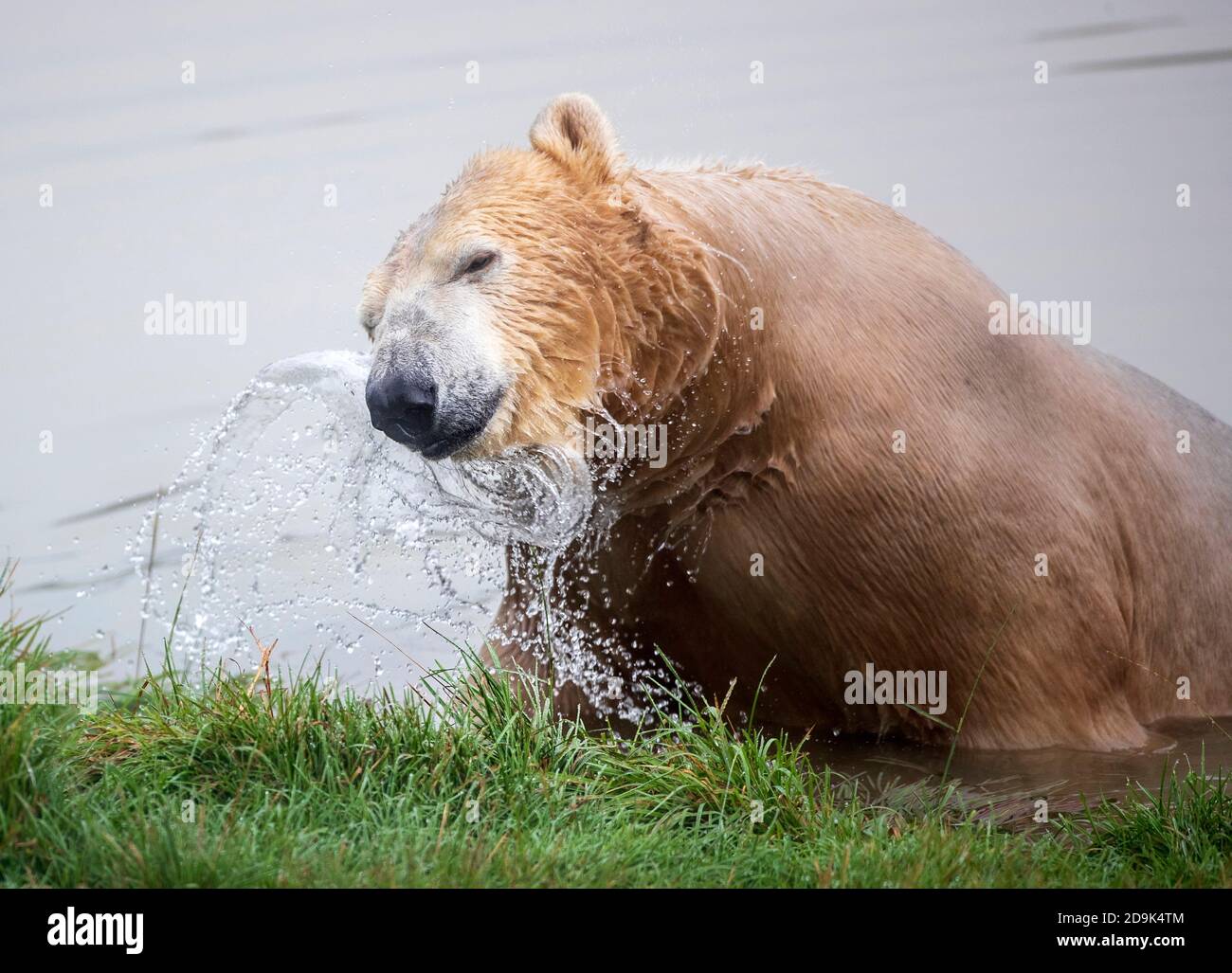 Hamish the polar bear tries out his new enclosure at the Yorkshire ...