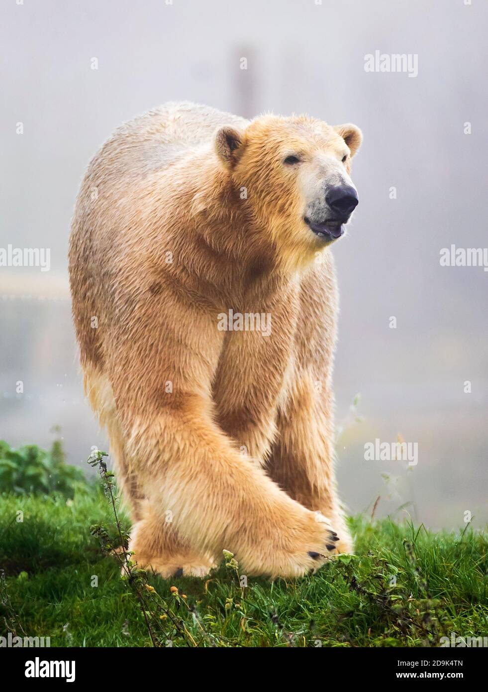 Hamish the polar bear tries out his new enclosure at the Yorkshire ...
