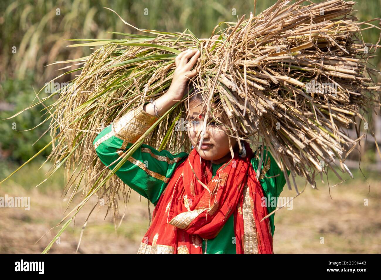 Carrying paddy on head hi-res stock photography and images - Alamy
