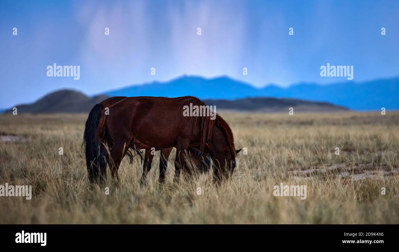 Mongolian horse in Mongolian steppe. Symbol of nomadic life Stock Photo ...