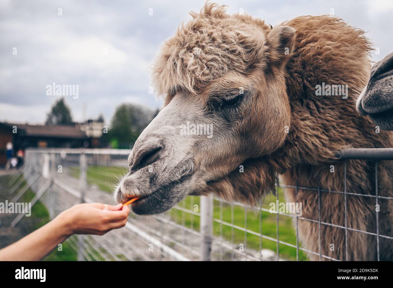 Close up of funny Bactrian camel in Karelia zoo eating carrots from the ...