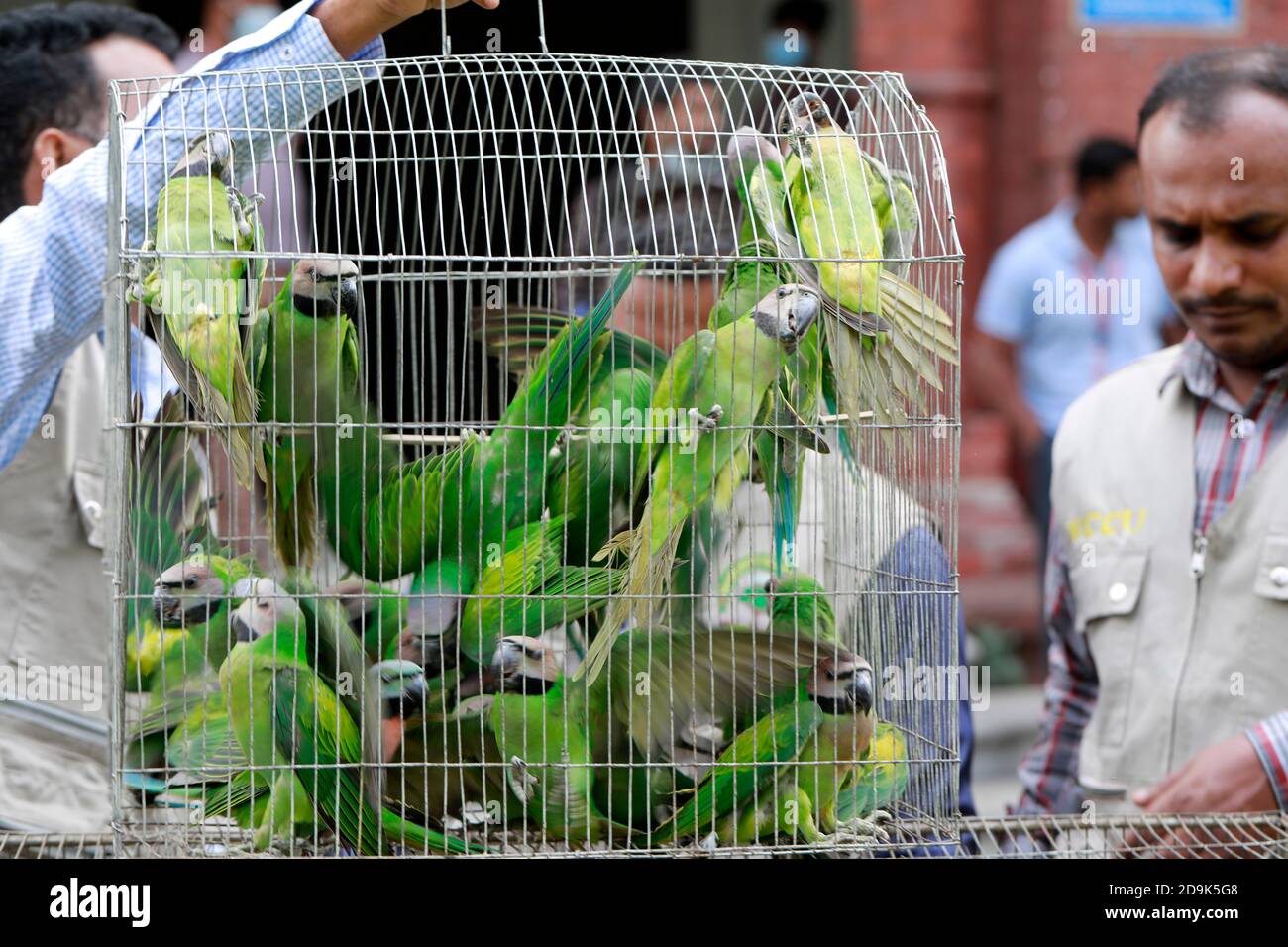 Birds being released into the wild hi-res stock photography and images ...
