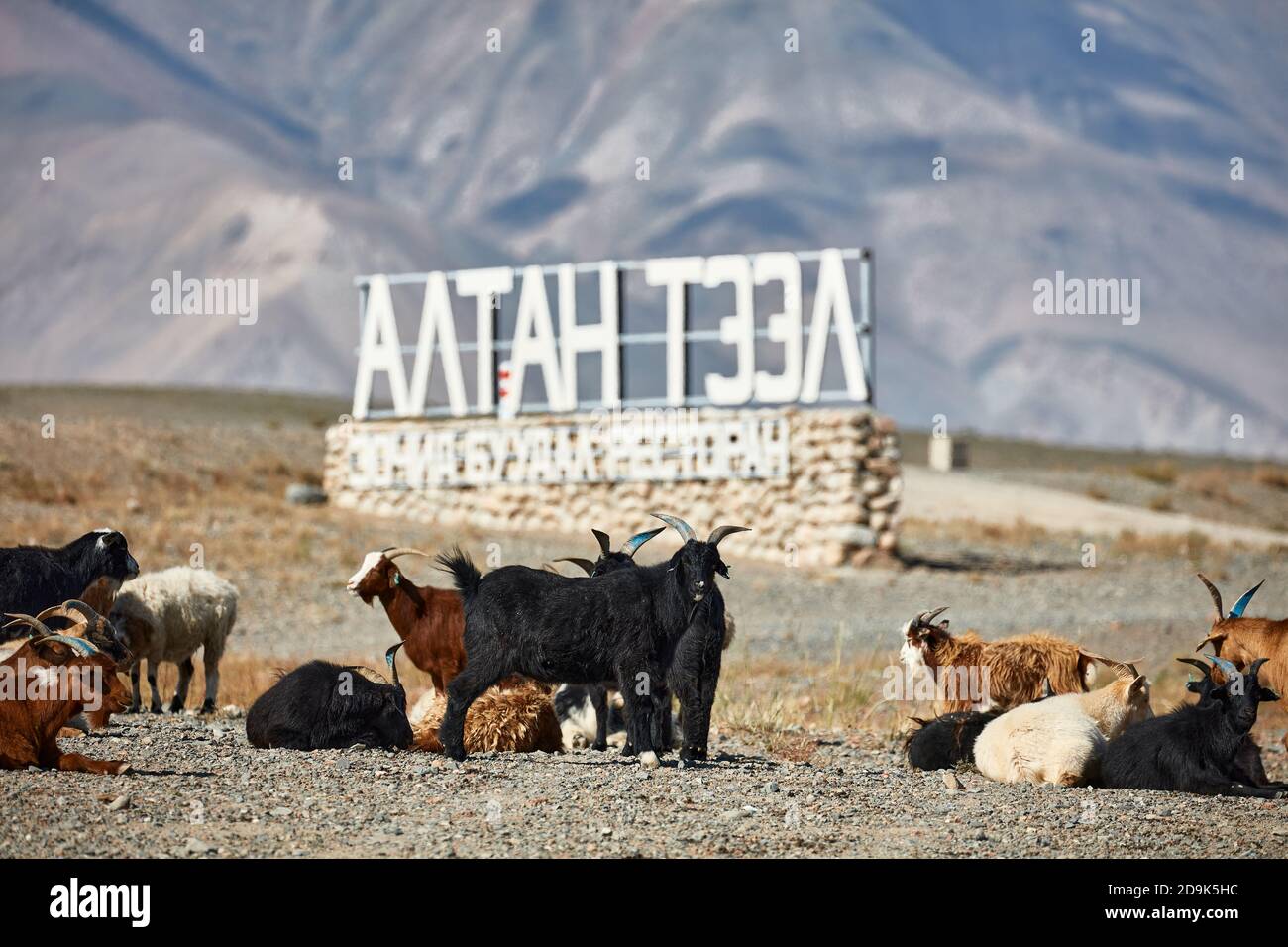 Mongolian goats. source of meat, milk and wool. Goat Cashmere and ...