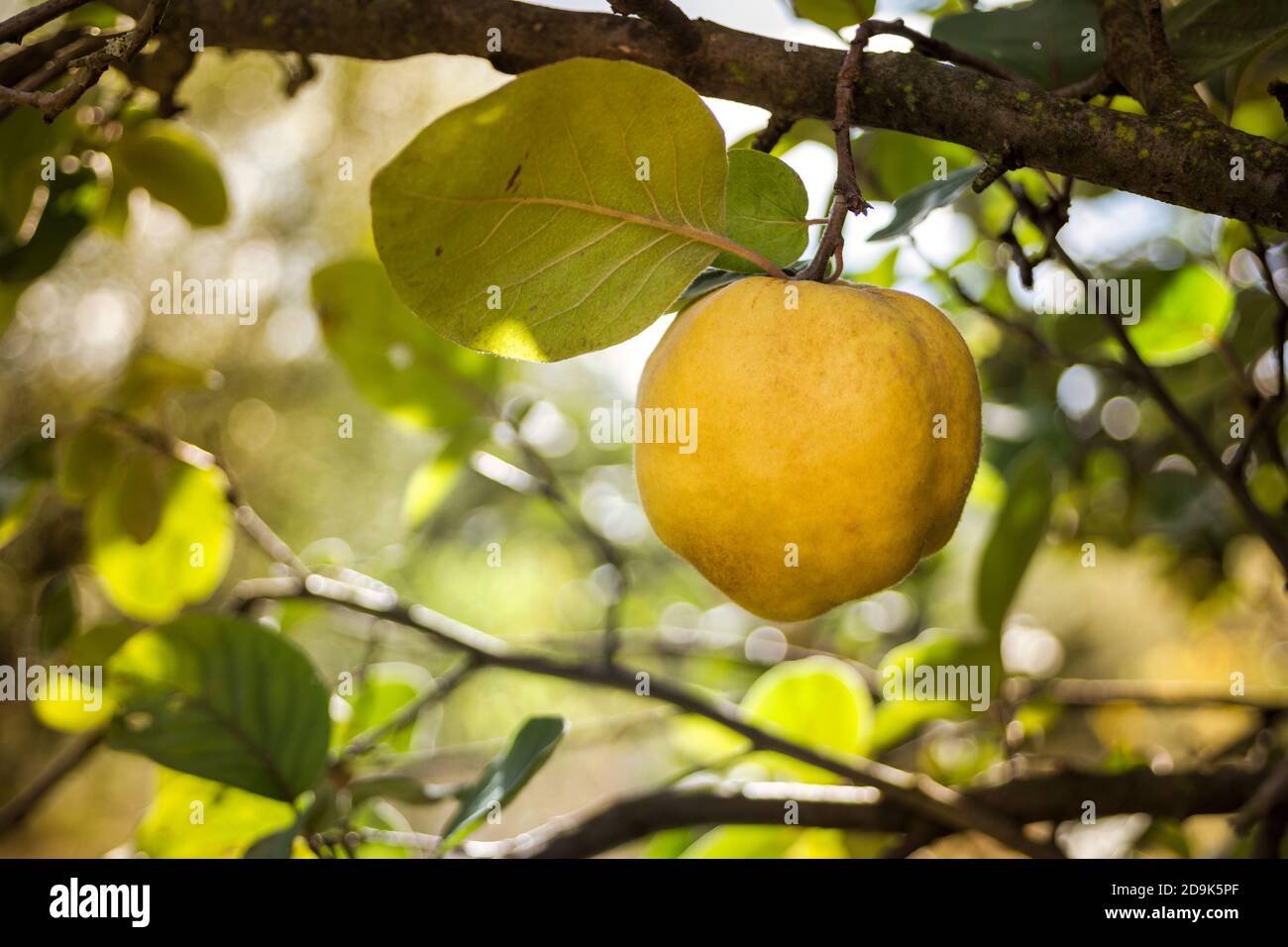 Ripe yellow quince fruits grows on quince tree with green foliage in ...