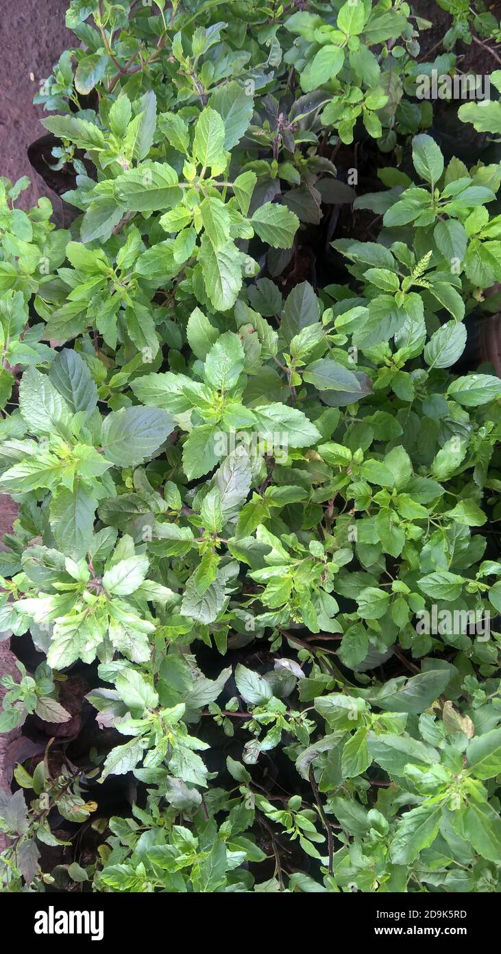 Holy basil, Ocimum tenuiflorum also called tulsi plants Stock Photo - Alamy