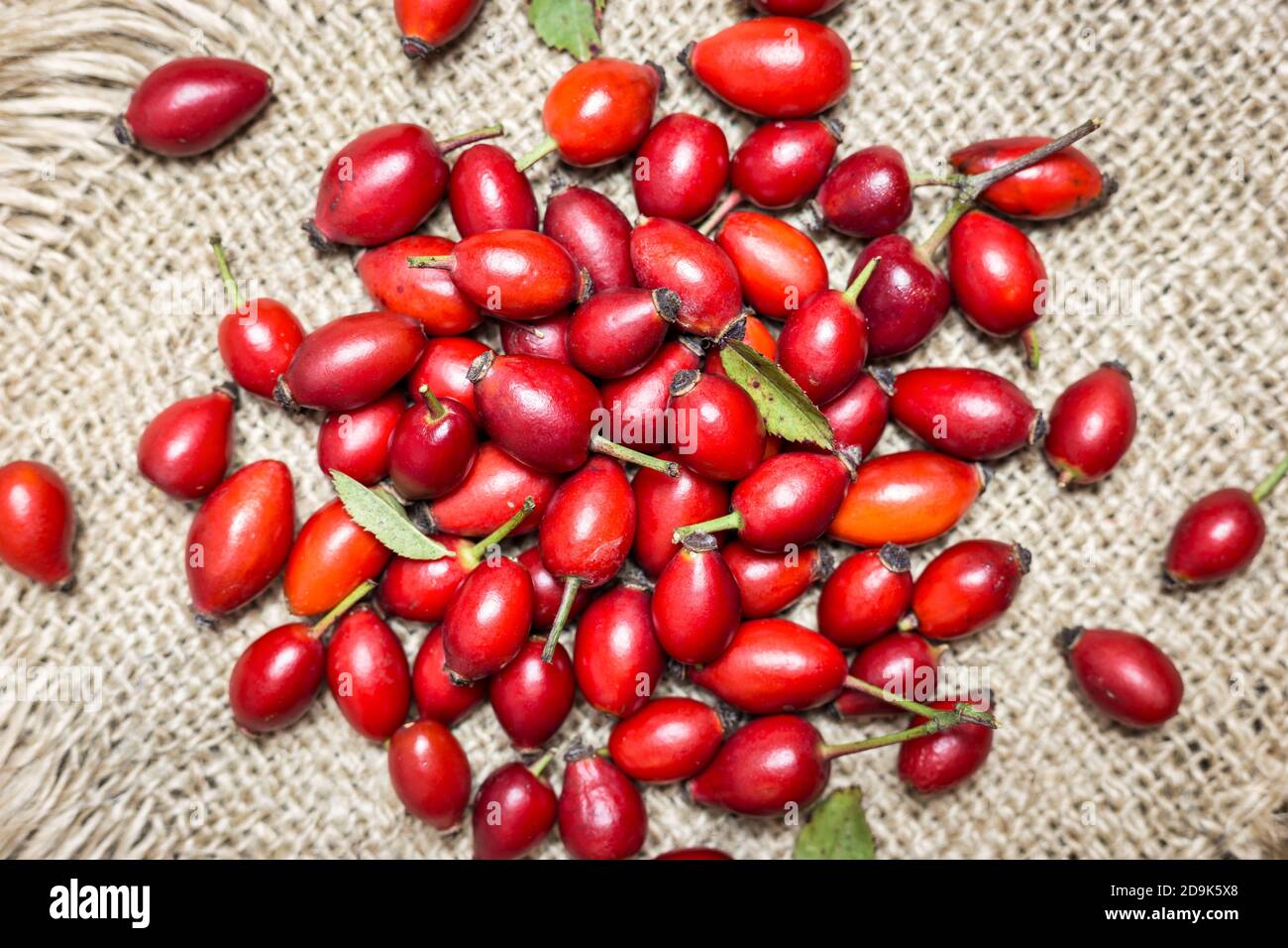 Close-up photo of freshly harvested rose hip fruits, top view. Natural ...
