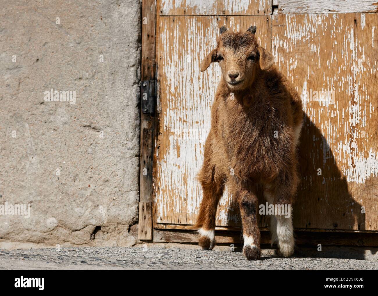 Mongolian goats. source of meat, milk and wool. Goat Cashmere and ...