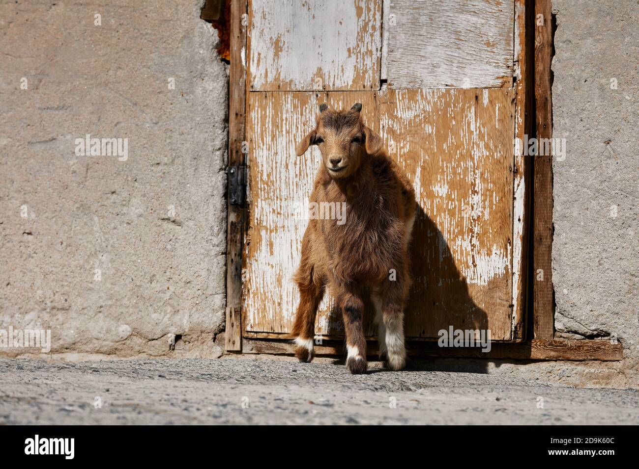Mongolian goats. source of meat, milk and wool. Goat Cashmere and ...