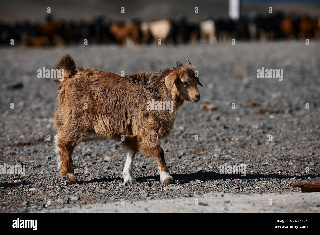 Mongolian cashmere goat hi-res stock photography and images - Alamy