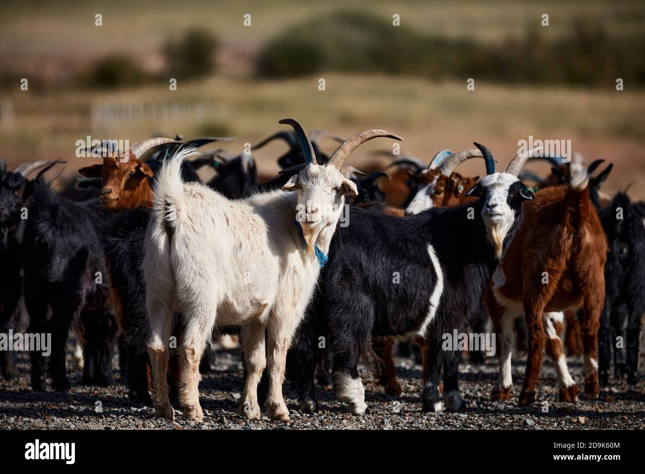 Mongolian goats. source of meat, milk and wool. Goat Cashmere and ...