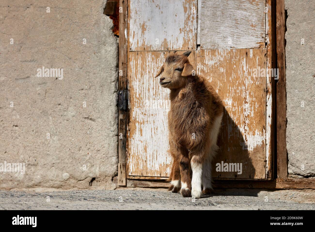 Mongolian goats. source of meat, milk and wool. Goat Cashmere and ...