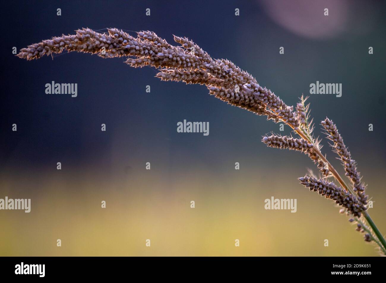 Ragi hi-res stock photography and images - Alamy