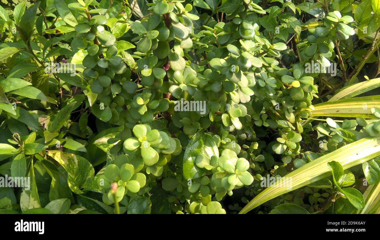 Crassula ovate also called as jade plant or lucky plant or money tree ...