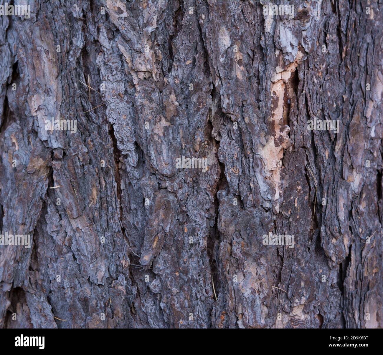 Pine bark texture at close range. Pine tree bark texture at close range ...