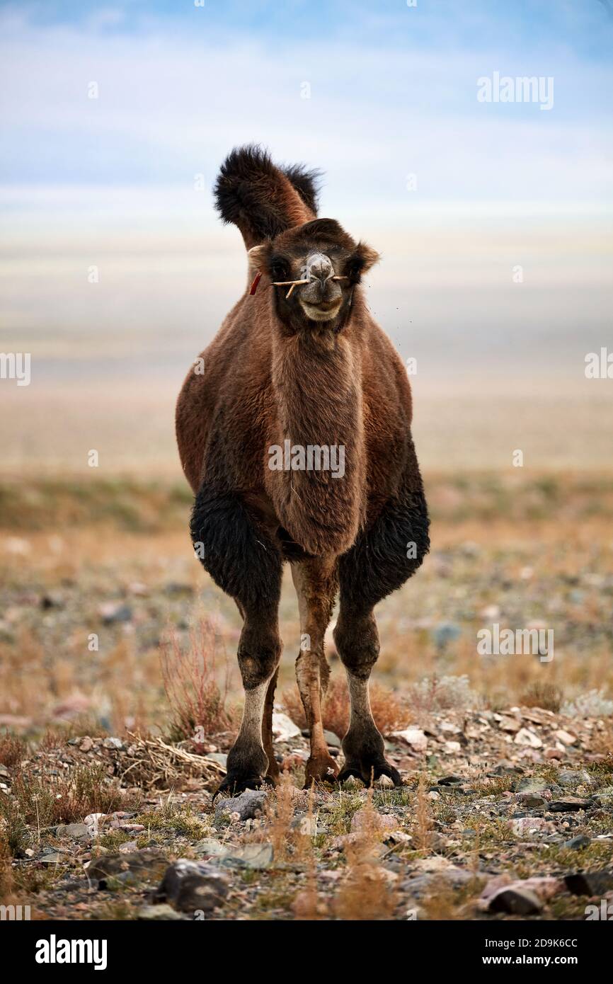 Bactrian camel in the steppes of Mongolia. the transport of the nomad ...
