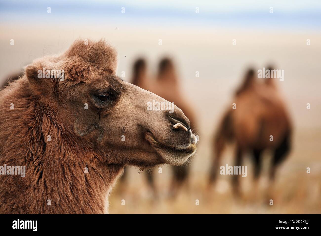 Bactrian camel in the steppes of Mongolia. the transport of the nomad ...