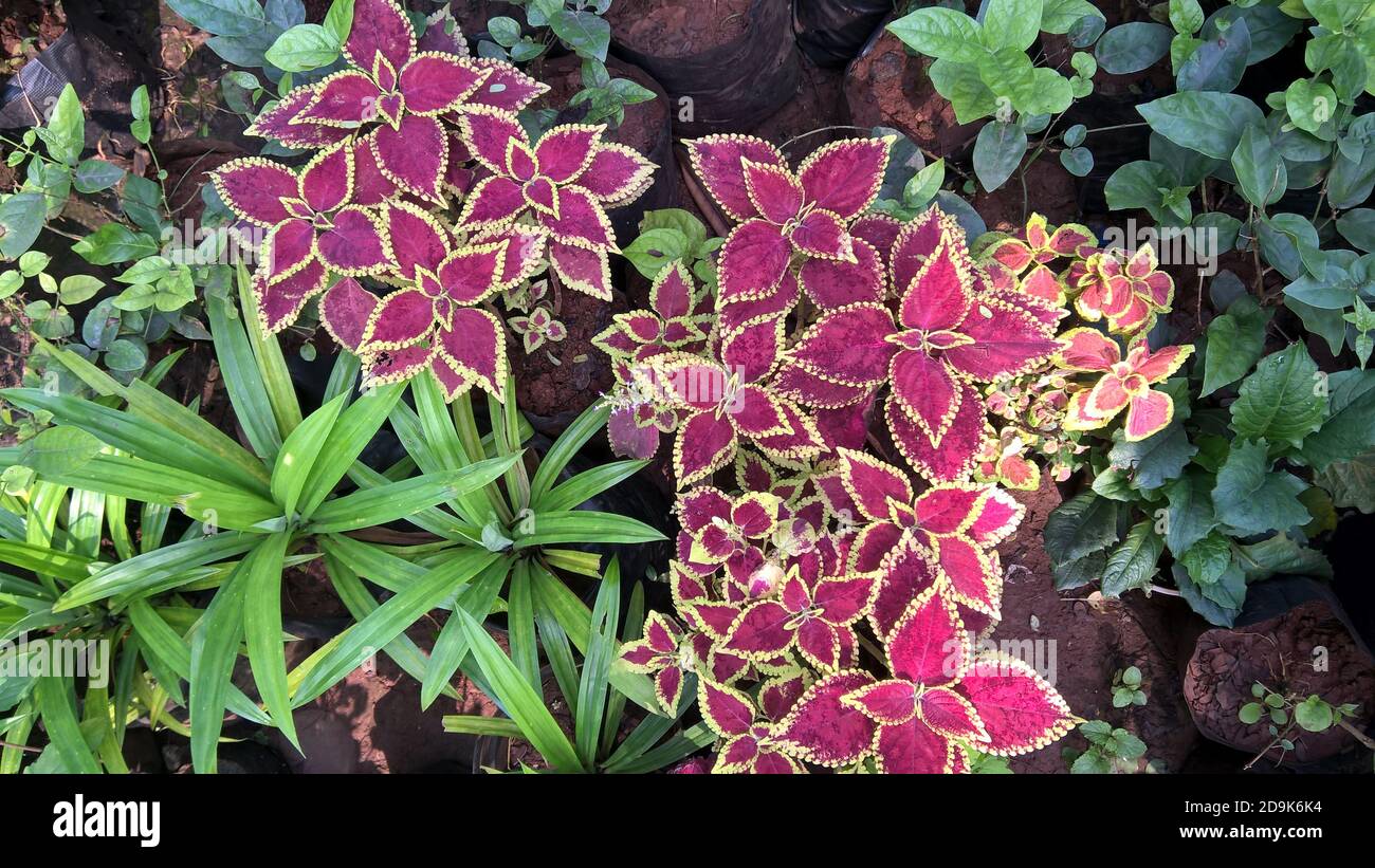 Australian coleus hi-res stock photography and images - Alamy