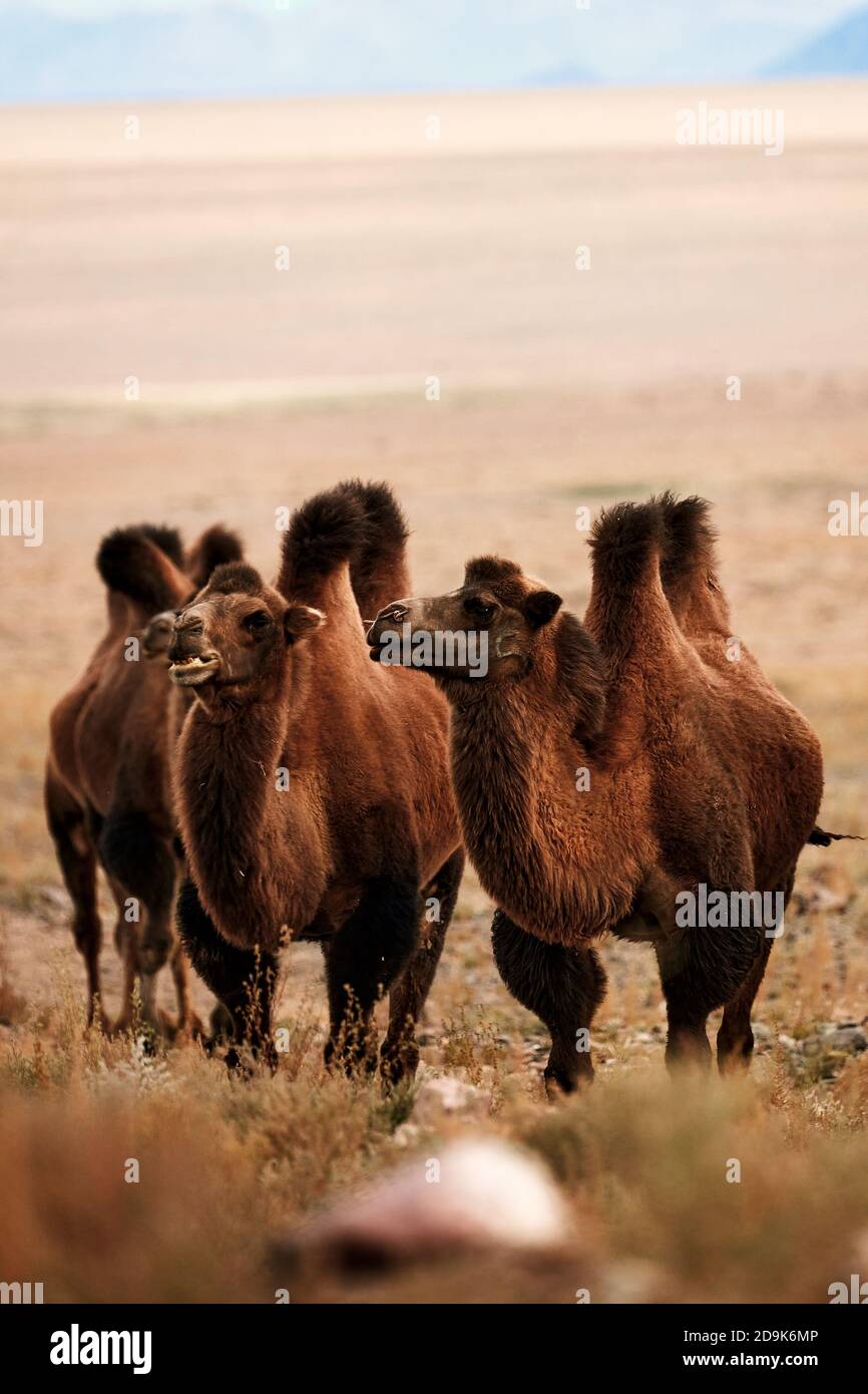 Bactrian camel in the steppes of Mongolia. the transport of the nomad ...