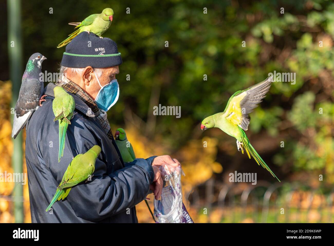 Senior male feeding Green Parakeets in a London park during COVID-19 ...