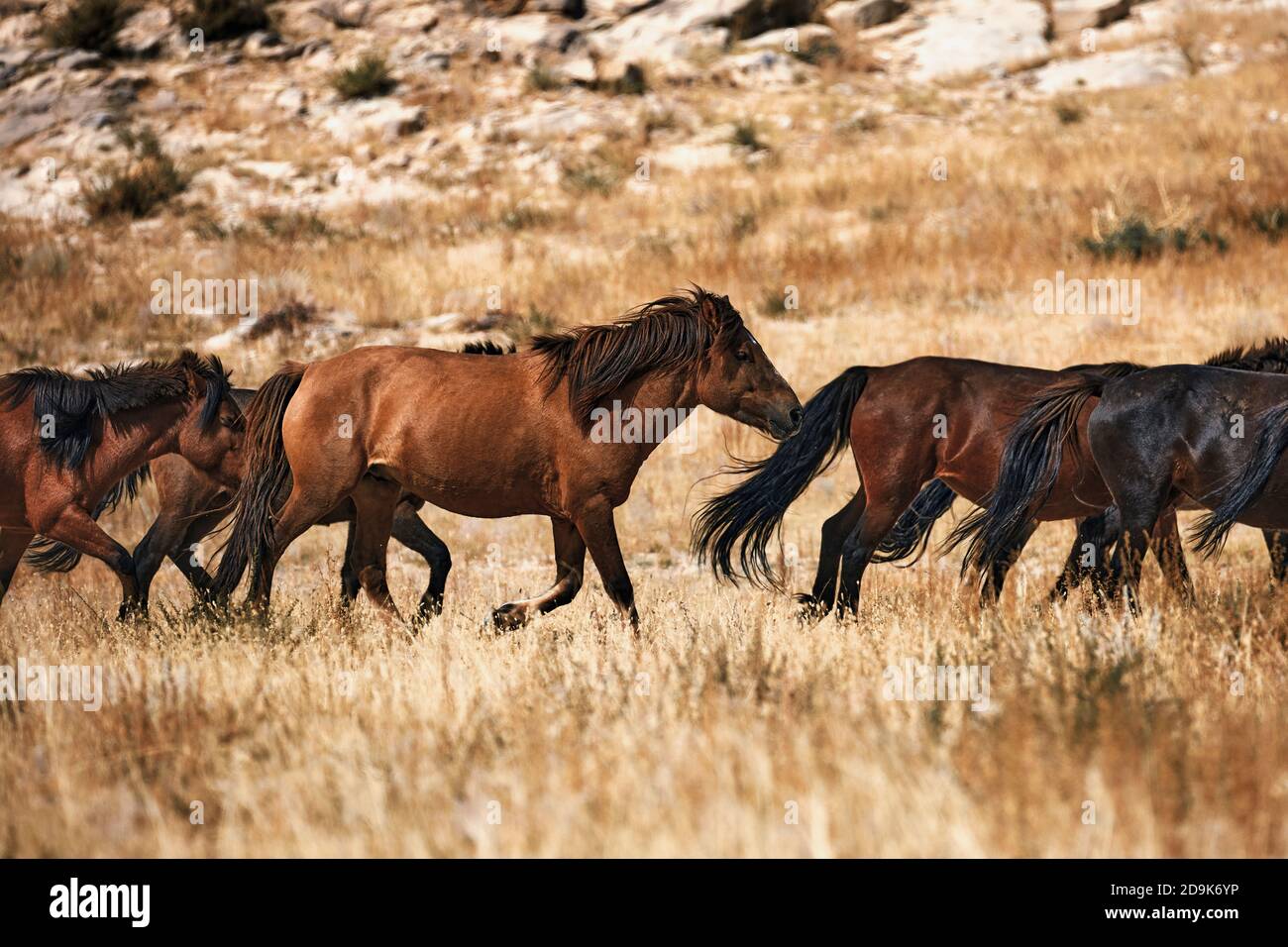 Mongolian Steppe Horse