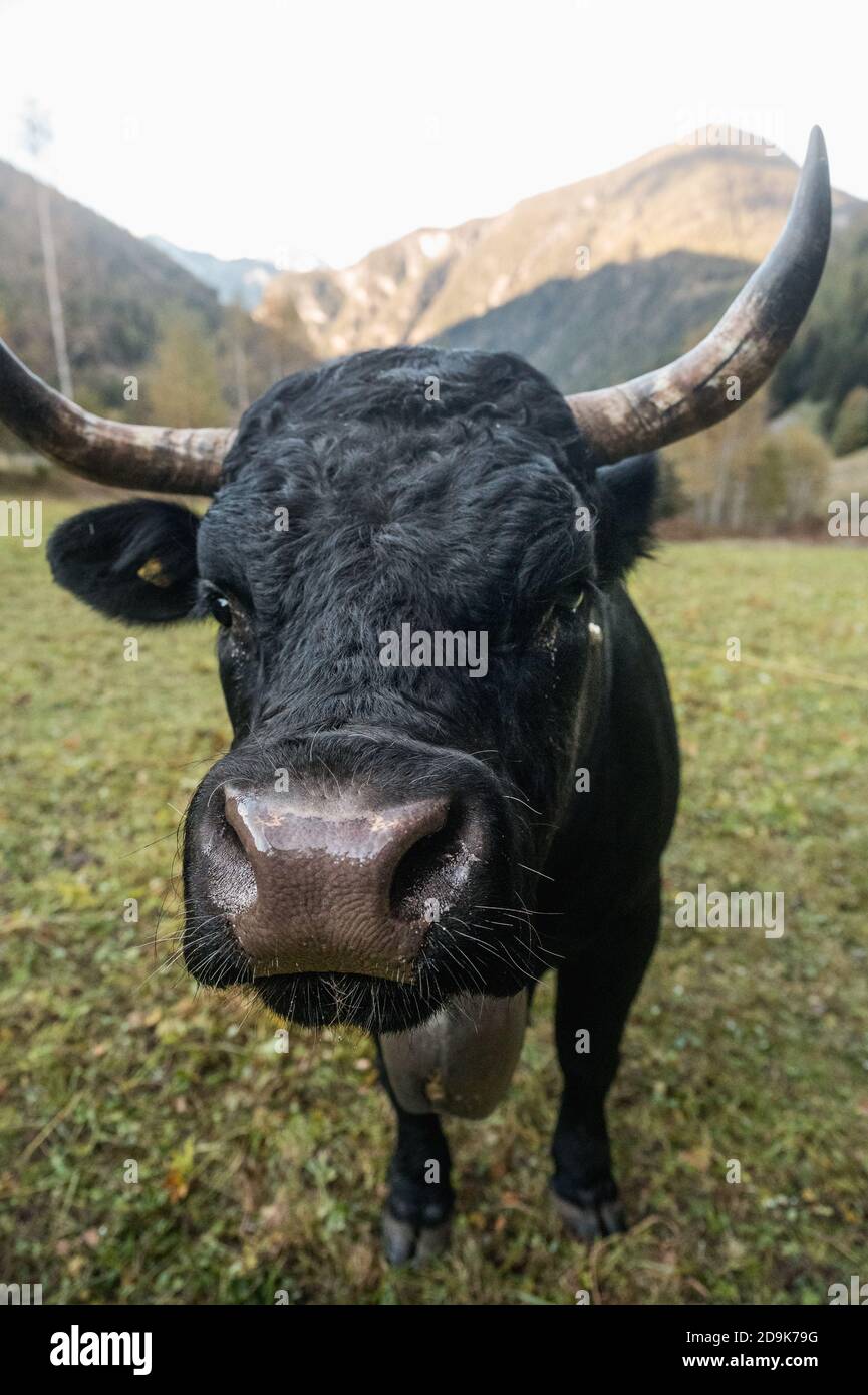 Cow fighting hi-res stock photography and images - Alamy