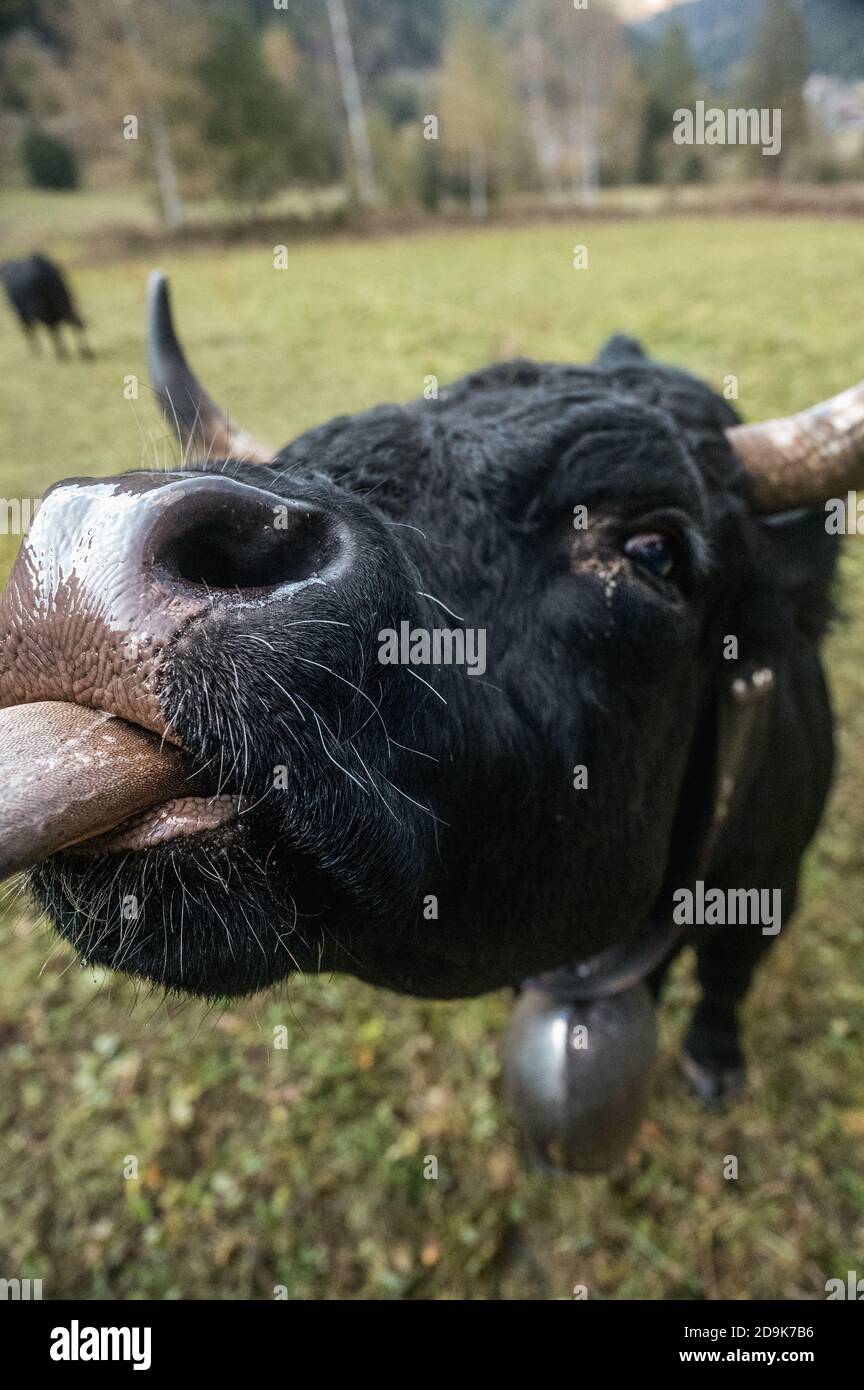 Fighting Cow High Resolution Stock Photography and Images - Alamy