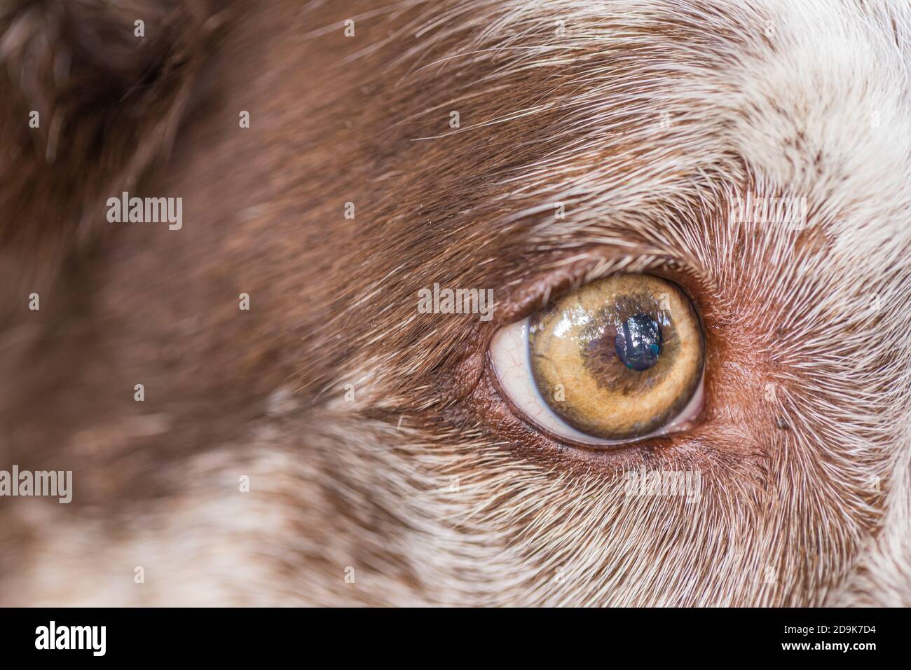 Close-up of Australian Shepherd's eye. Border Collie eye in macro view ...