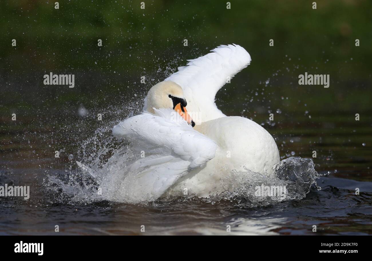 Kingfisher farm abinger hi-res stock photography and images - Alamy