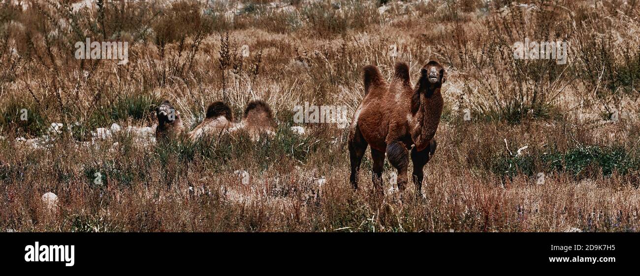 Gobi Animals