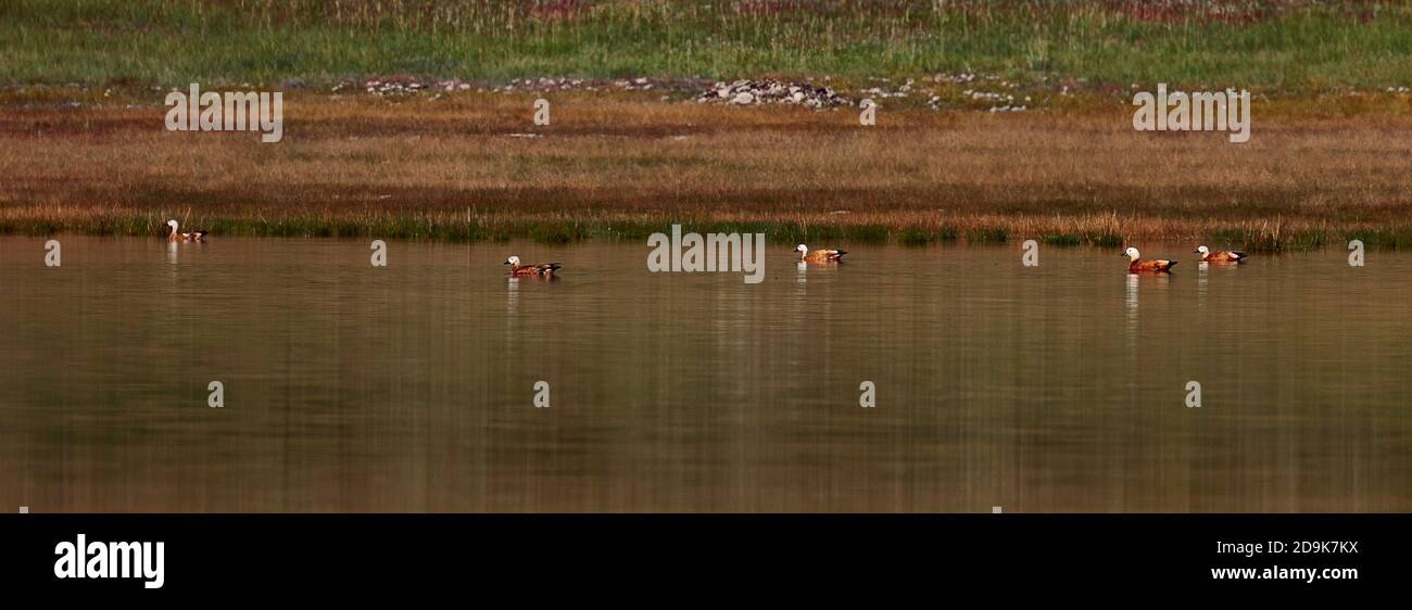 Wild ducks on the lake. Birdwatching on the lake and the foothills of ...