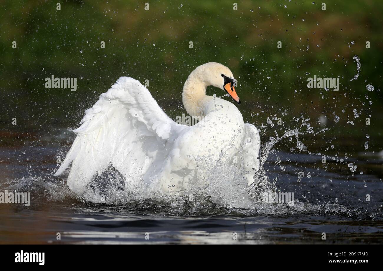 A swan preening itself on a lake near Kingfisher Farm Shop in Abinger ...