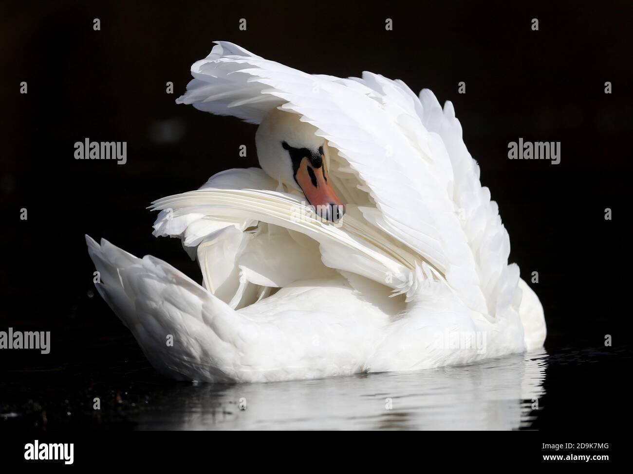 A swan preening itself on a lake near Kingfisher Farm Shop in Abinger ...