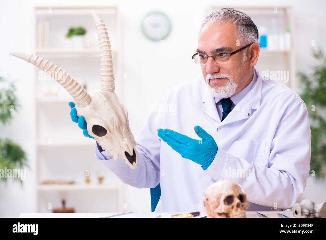 Old male paleontologist working in the lab Stock Photo - Alamy