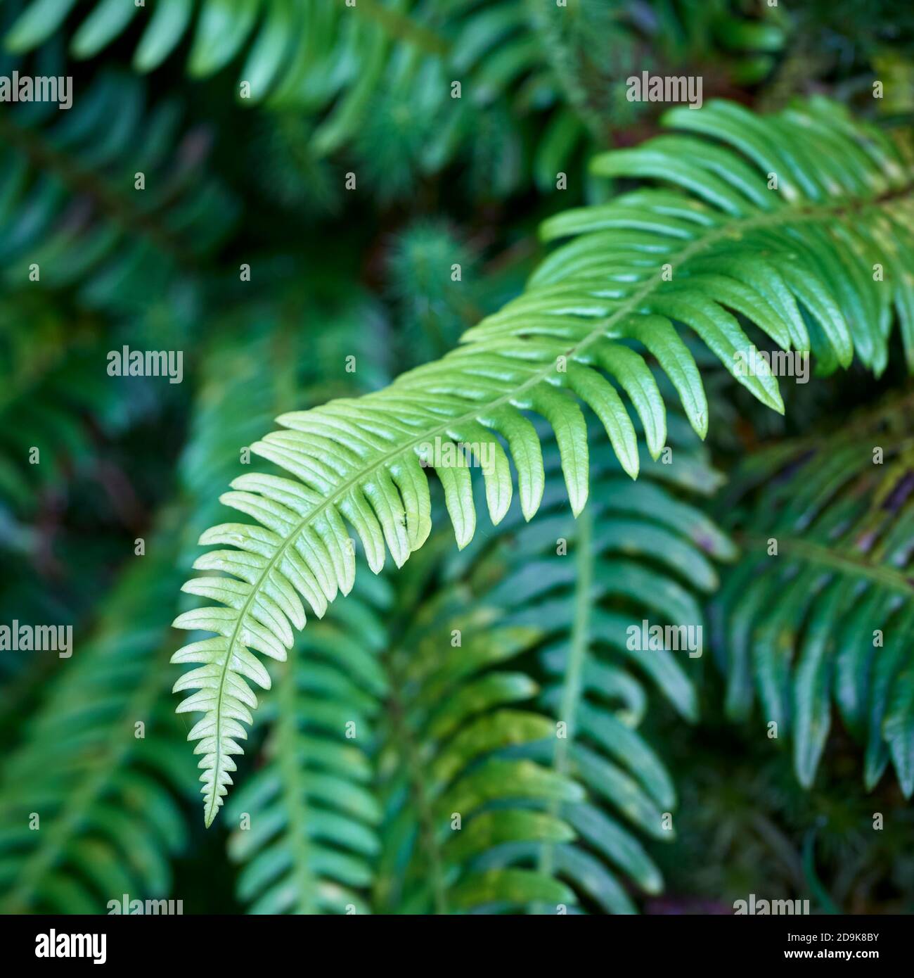 A fern frond showing the leaf apex and individual pinna Stock Photo - Alamy
