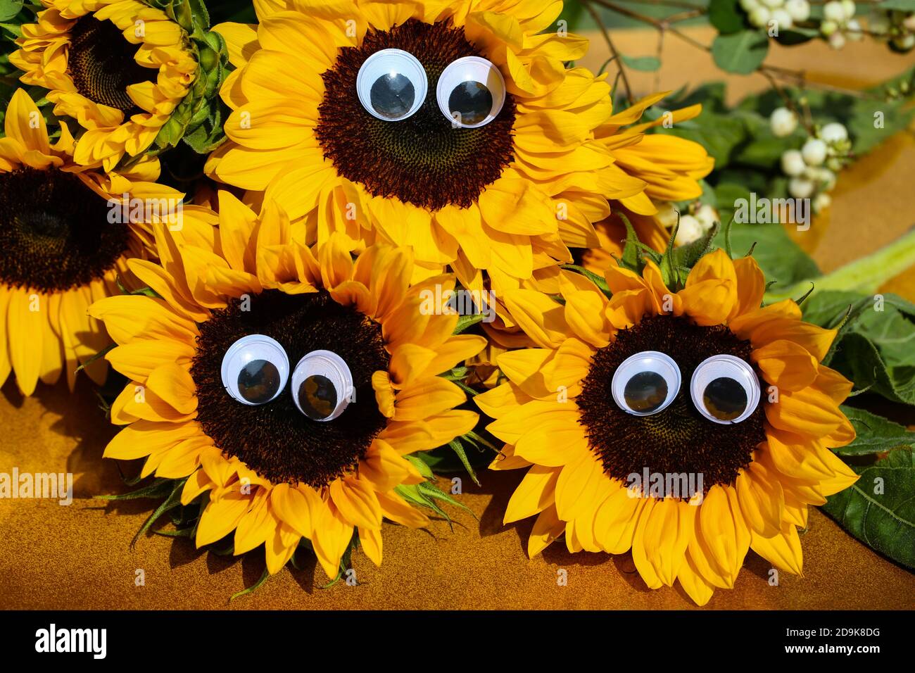 funny sunflowers with wobbly eyes Stock Photo - Alamy