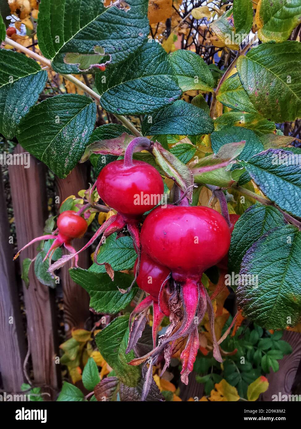 Grow rose hips hi-res stock photography and images - Alamy