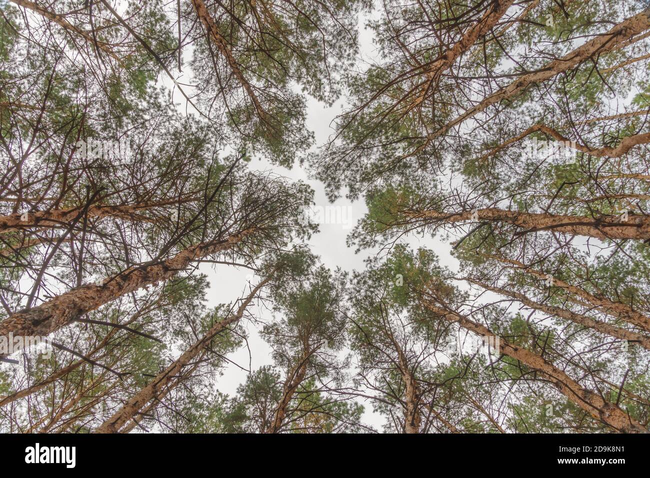 Look up into the treetops. Bottom view background. Treetops framing the ...