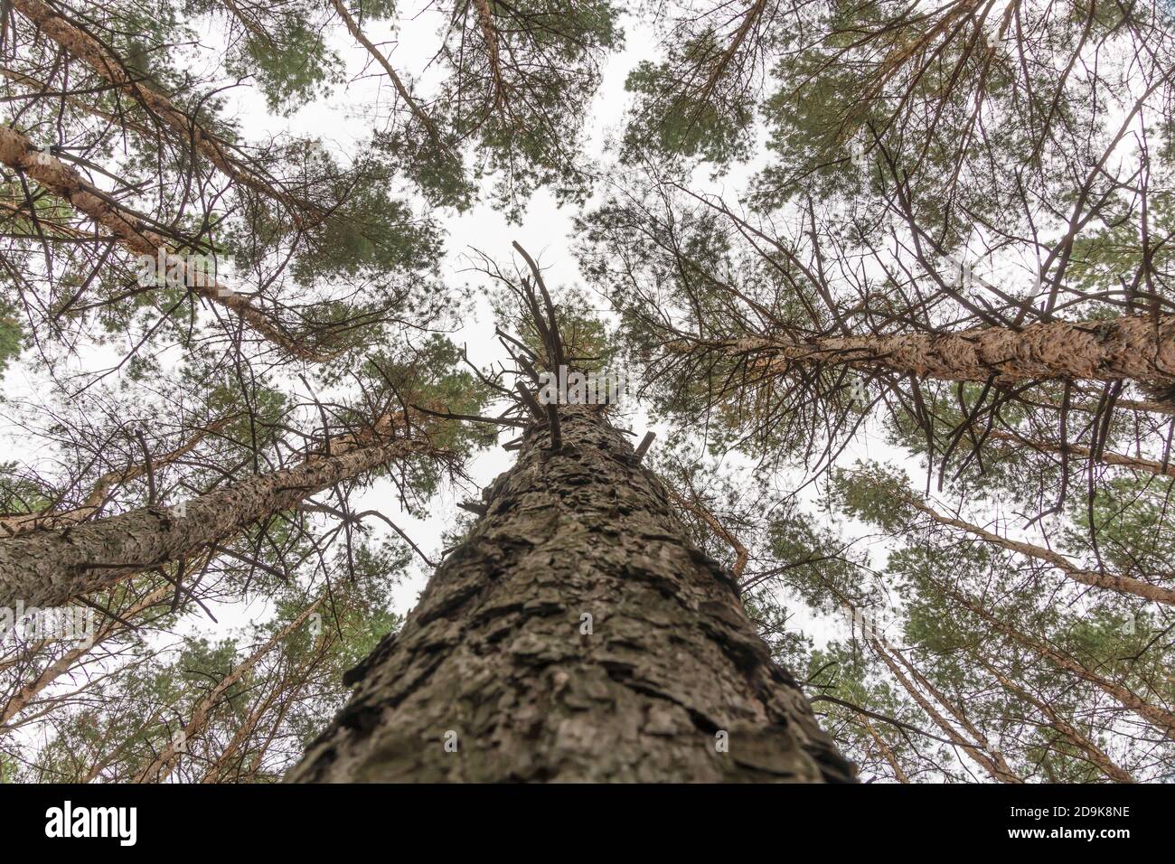 Light wood framing hi-res stock photography and images - Alamy