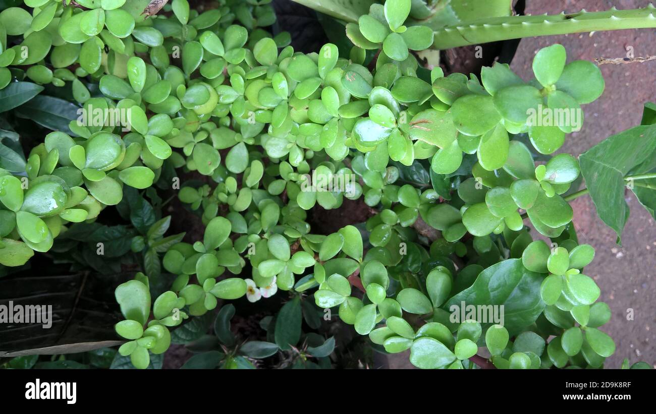 Crassula ovate also called as jade plant or lucky plant or money tree ...