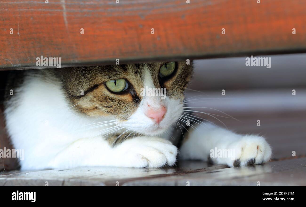 Tender male cat looking under a wooden beam in the countryside Stock ...