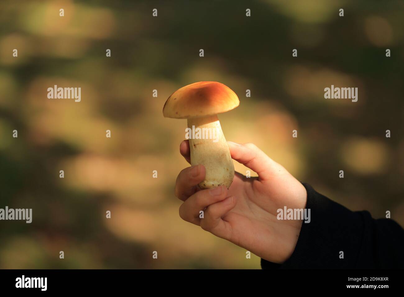 Gil's hand holding a beautiful mushroom Stock Photo - Alamy