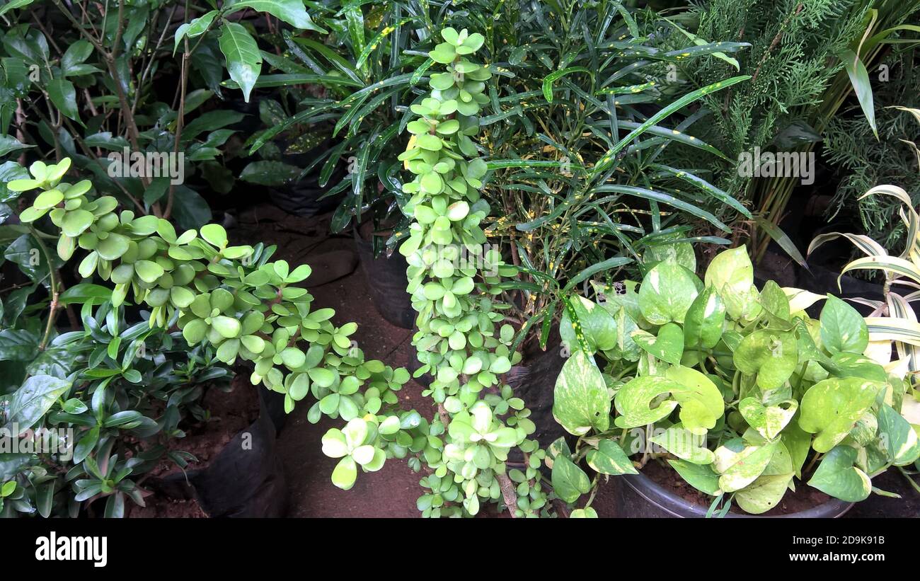 Green Ovate Leaf Plant High Resolution Stock Photography and Images - Alamy