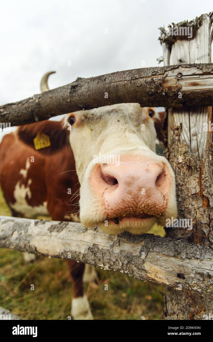 Moo cow hi-res stock photography and images - Alamy