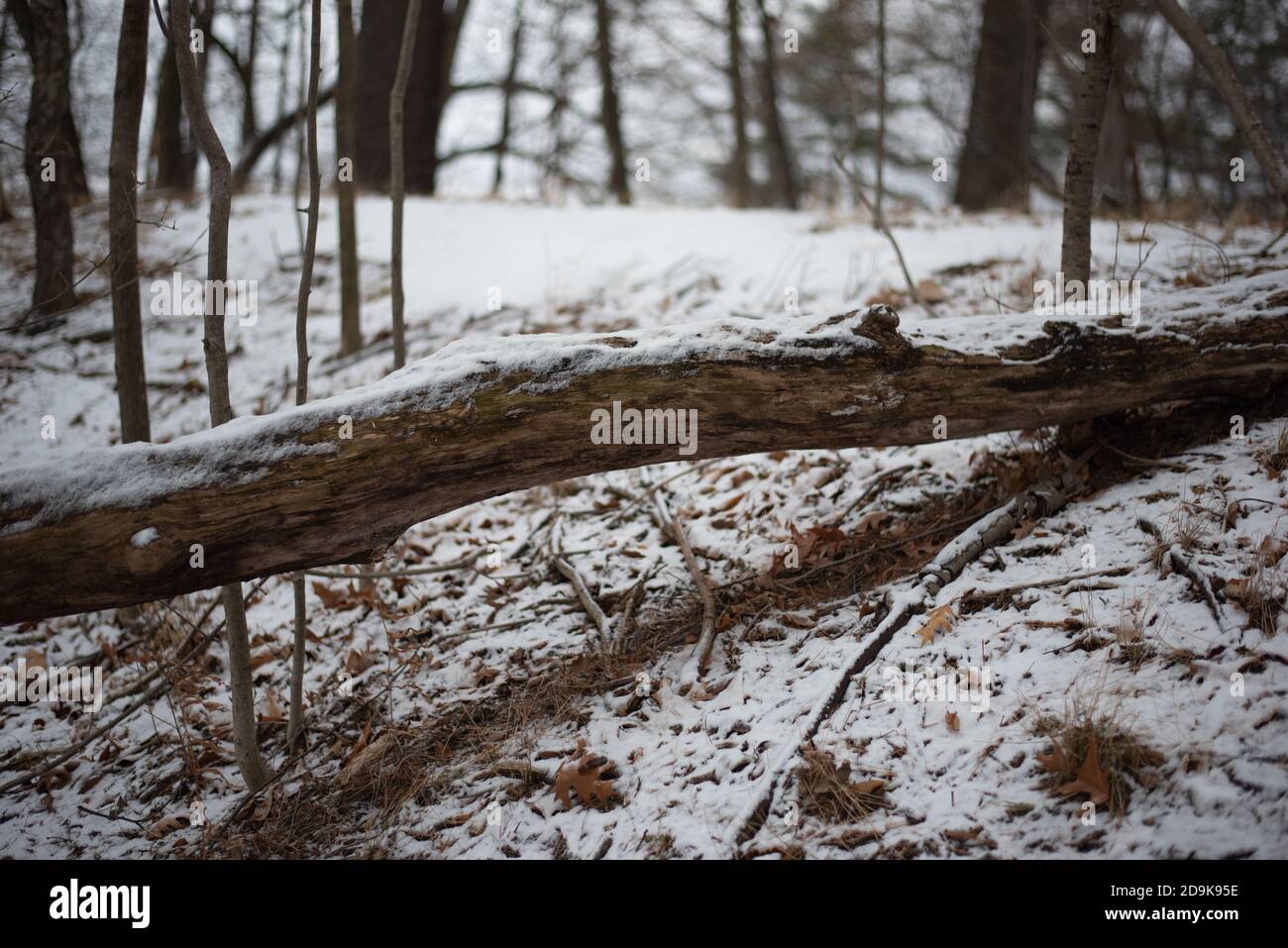 Branches tree winter without leaves hi-res stock photography and images ...