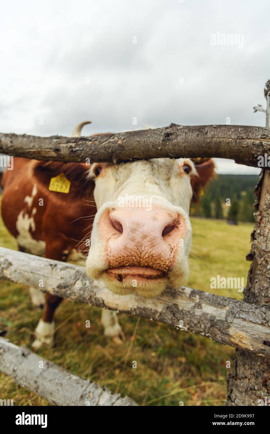 Moo cow hi-res stock photography and images - Alamy